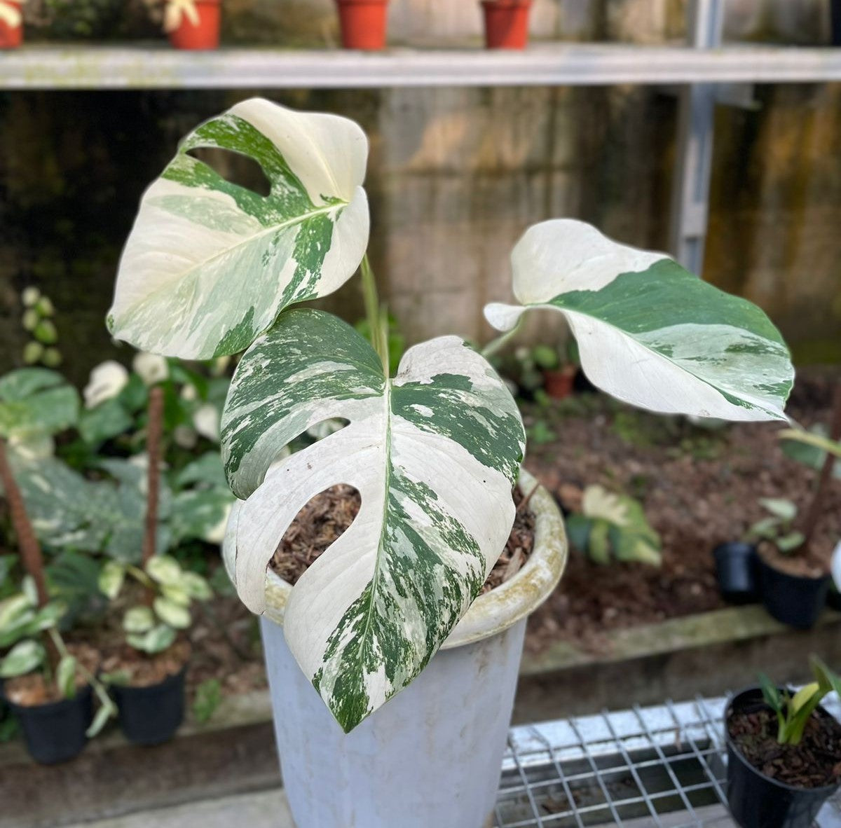 Featured Plants – OrchidBox Wholesale