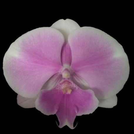 Phalaenopsis Fangmei Dream Wedding 2.5" – OrchidBox Wholesale