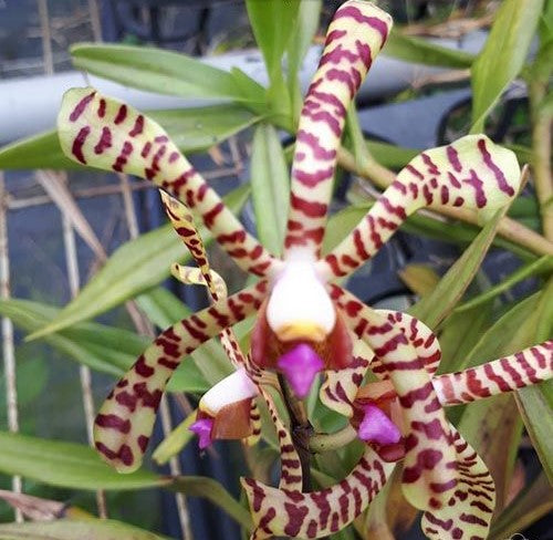 Variegated Orchids – OrchidBox Wholesale