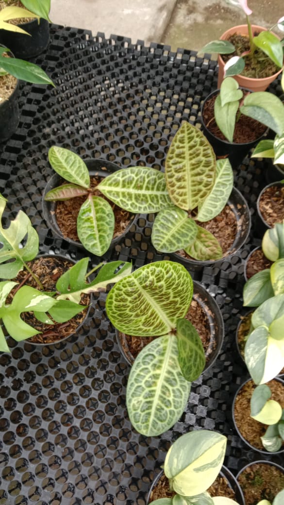 Labisia "Turtleback" – OrchidBox Wholesale