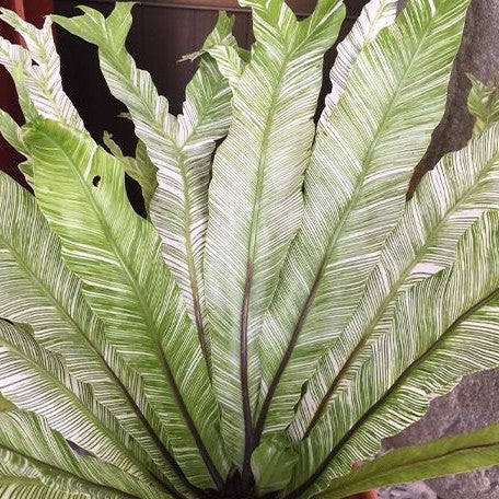 Asplenium australasicum 'Variegated' 2.5" – OrchidBox Wholesale