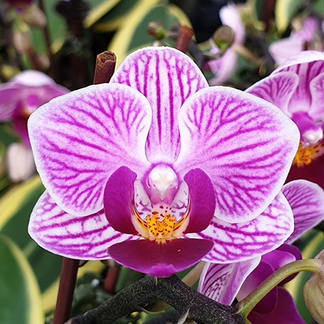 Phalaenopsis Sogo Vivien 'SOGO F858' (variegata) variegated 2.5" *On H – OrchidBox Wholesale