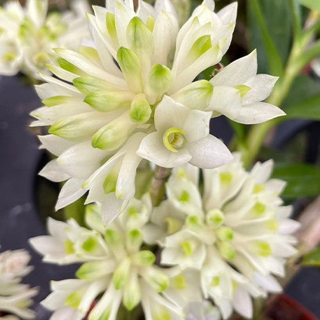 Dendrobium Hsinying Smile 'Mount Blanc' (prasinum × smillieae) 1.7 ...