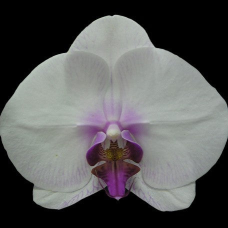 Phalaenopsis Fangmei Girl 2.5" – OrchidBox Wholesale