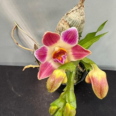Chysis limminghei × sib 3.0" Fragrant – OrchidBox Wholesale