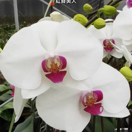Phalaenopsis (Fifi South Chili × China Best Girl) × (Mount Beauty 'Ham ...