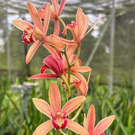 Cymbidium XL Lady Express bareroot – OrchidBox Wholesale