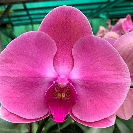 Phalaenopsis Ben Yu Coral Lady 'Chanel' 2.5" – OrchidBox Wholesale