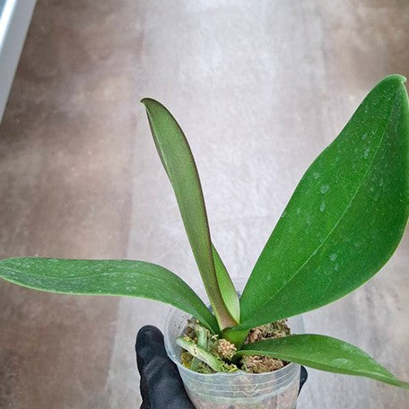 Phalaenopsis Ben Yu Coral Lady 'Chanel' 2.5" – OrchidBox Wholesale