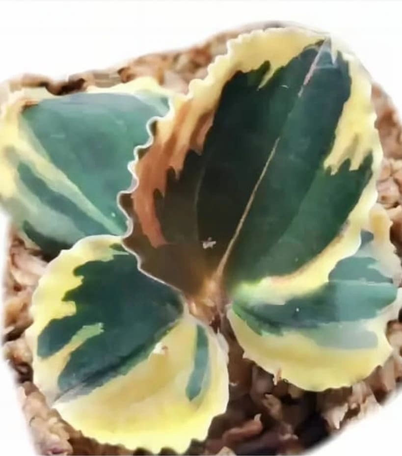 Anoectochilus "Black Swan Aurea" variegated TC Plantlet – OrchidBox ...