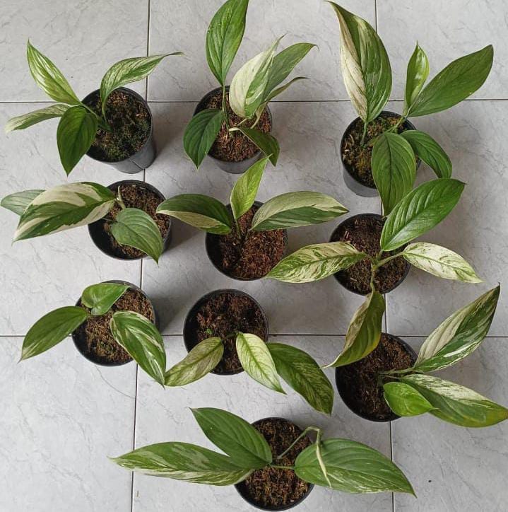 Scindapsus perakensis variegated – OrchidBox Wholesale