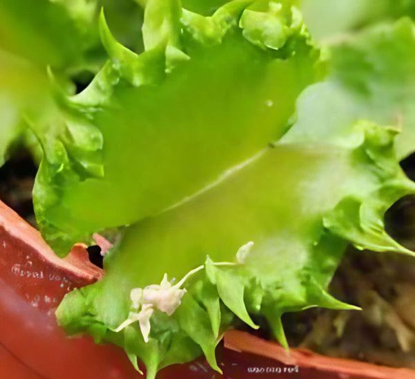 Venus Fly Trap "Chinese Dumpling" TC Plantlet *On Hand* – OrchidBox ...