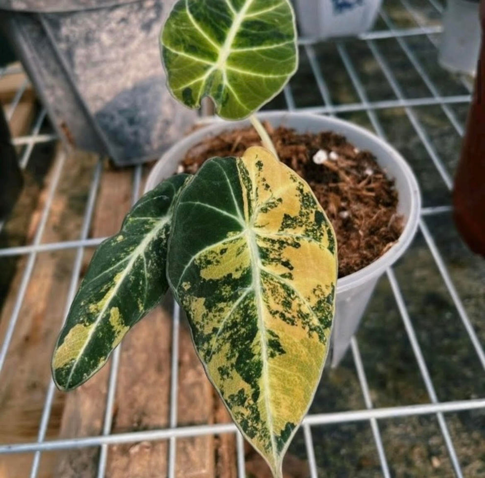 Alocasia "Black Velvet" "Aurea" variegated TC Plantlet *On Hand ...