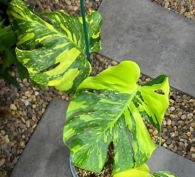 Monstera deliciosa "Electro Light" variegated TC Plantlet *On Hand ...