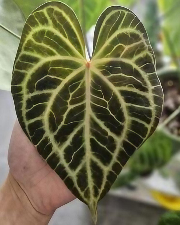 Anthurium x "Silver Tiger" TC Plantlet *On Hand* – OrchidBox Wholesale