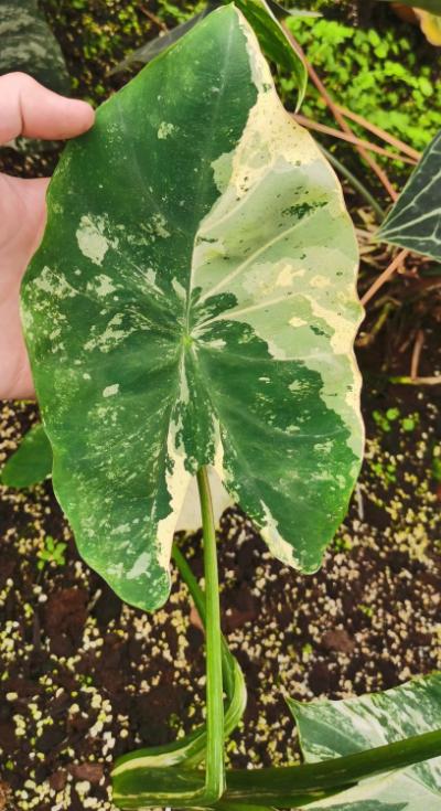 Colocasia esculenta "Milky Way" variegated TC Plantlet *On Hand ...