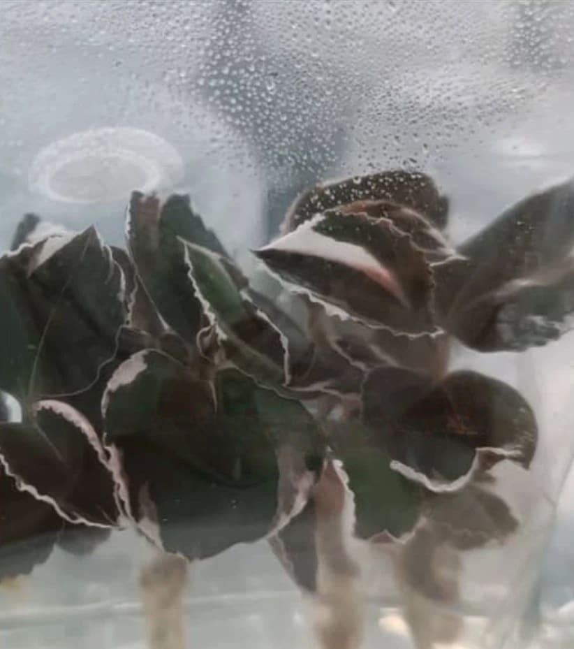 Anoectochilus "Black Swan Albo" variegated TC Plantlet – OrchidBox ...