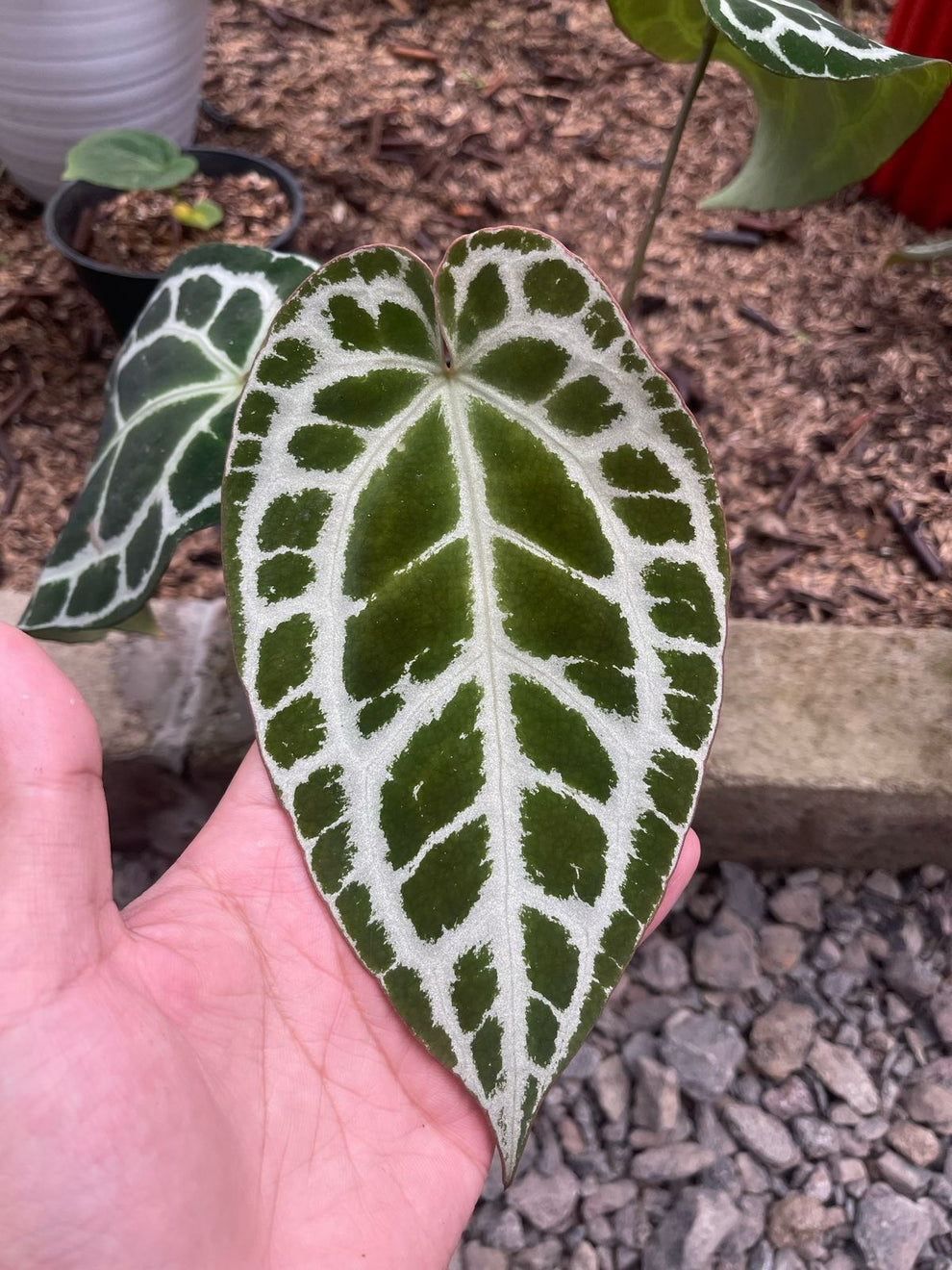 Anthurium crystallinum "Silver Special" – OrchidBox Wholesale