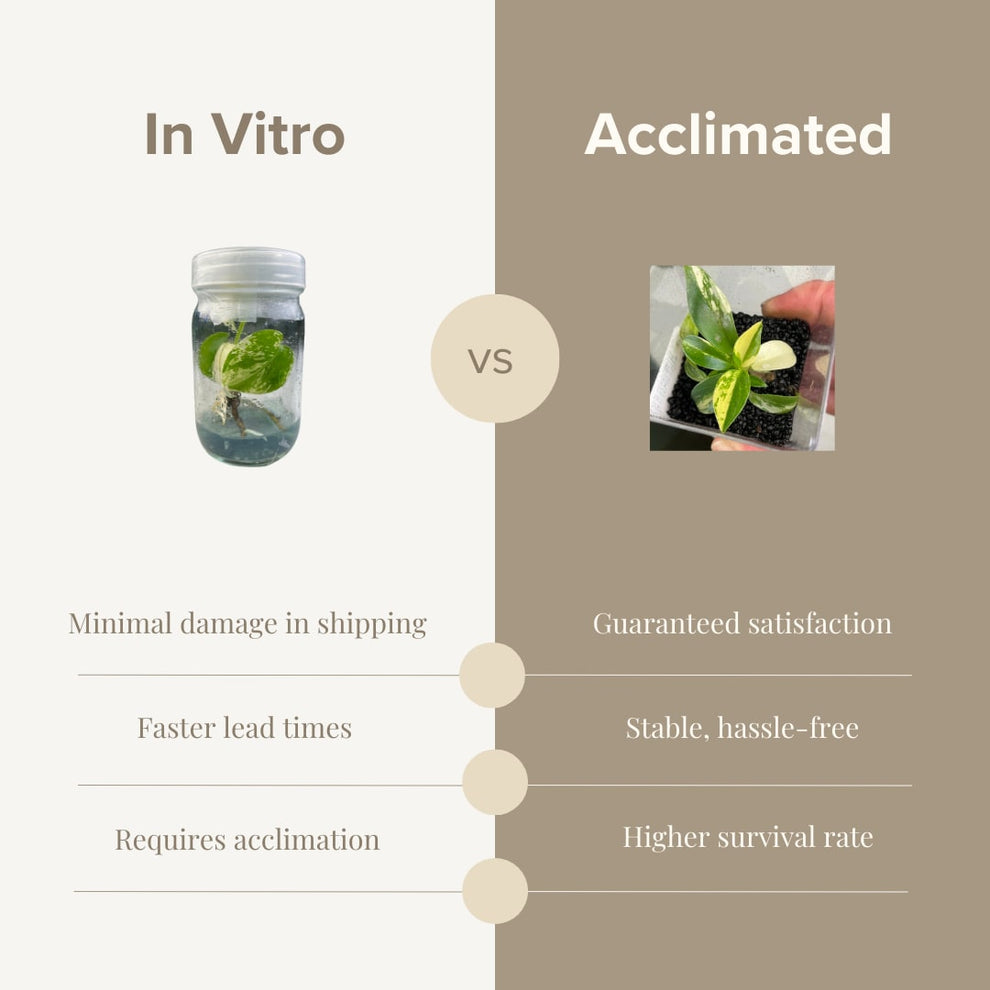 Alocasia triangularis – OrchidBox Wholesale